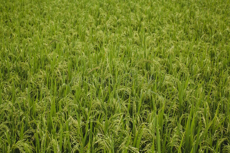 Green Rice Field on the Bali Island. Stock Photo - Image of agriculture ...
