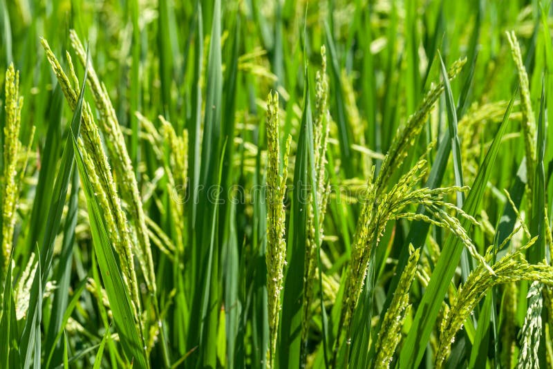 Green Rice Field, Beatiful Green Rice Fields Close Up Stock Photo ...