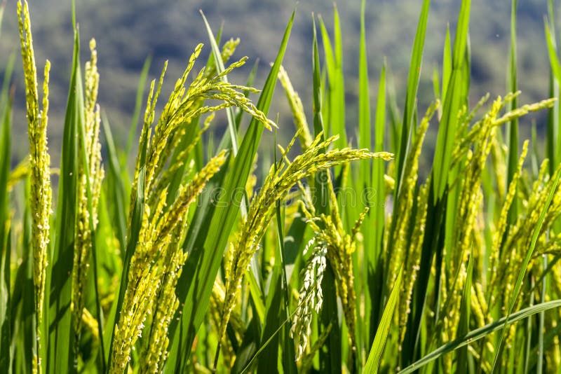 Green Rice Field, Beatiful Green Rice Fields Close Up Stock Photo ...