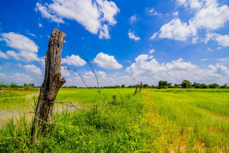 Green rice field stock image. Image of springtime, fence - 74692813
