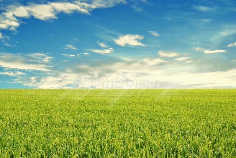 Green rice field stock image. Image of meadow, outdoor - 149200501