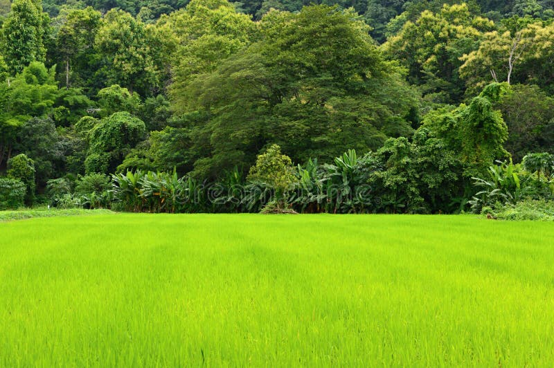 Green rice field stock photo. Image of background, farming - 52854130