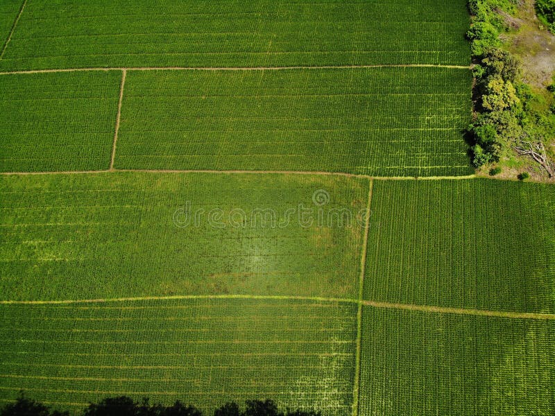Green Rice Field in Central Java, Indonesia Stock Photo - Image of ...