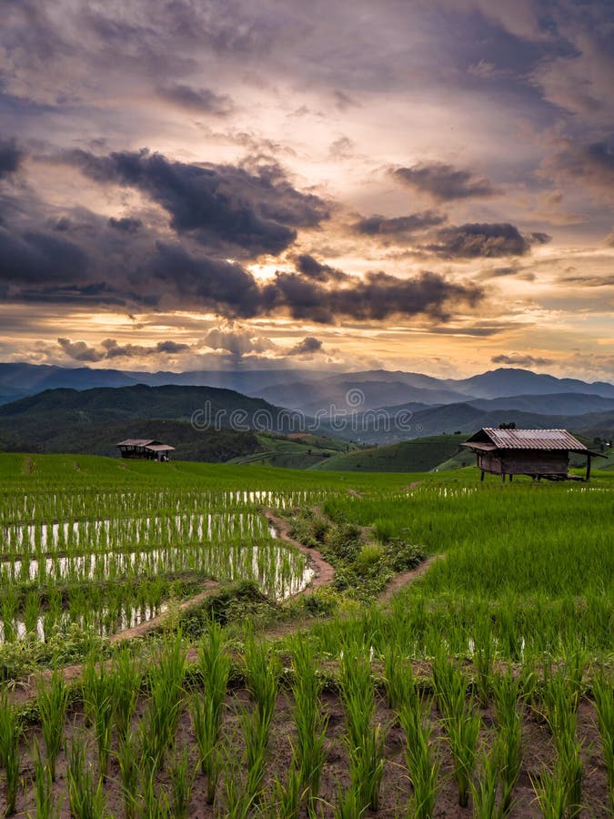 Green Rice Field in Chiang Mai, Thailand Stock Image - Image of nature ...