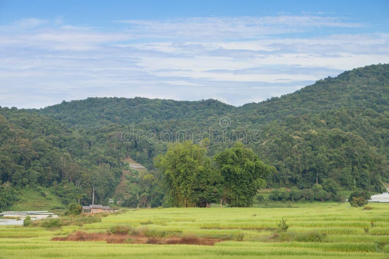 Dry Rice Field during the Harvest in Farm Stock Image - Image of ...