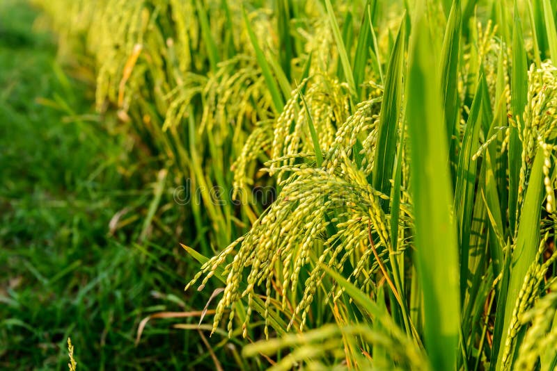 Green rice field stock image. Image of green, landscape - 122828103