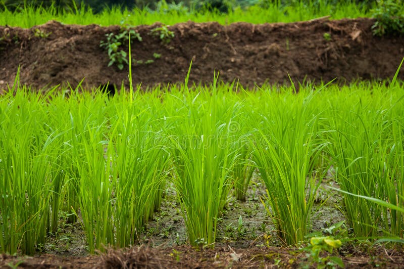Green rice field stock photo. Image of rice, land, country - 43990596