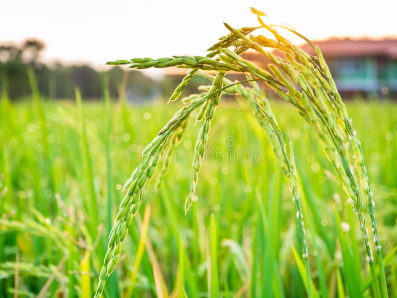 Green rice field stock image. Image of green, foliage - 88472211