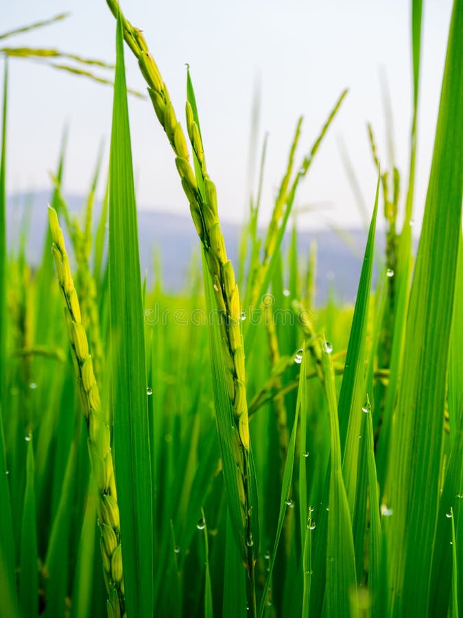 Green rice field stock photo. Image of husk, grass, irrigation - 88472170