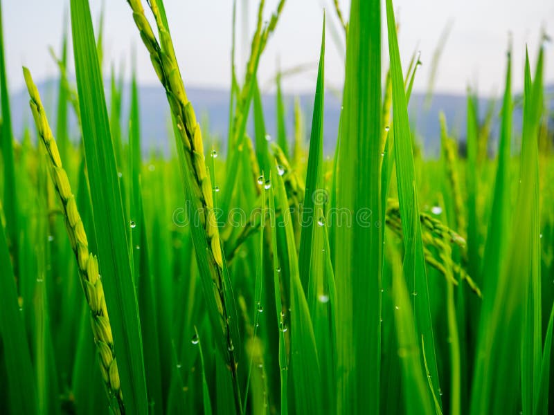 Green rice field stock image. Image of grain, agriculture - 88472219
