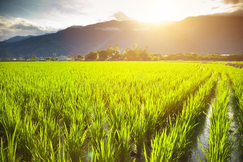 Green Rice Fields in the Morning with Cloudy Sky Stock Image - Image of ...