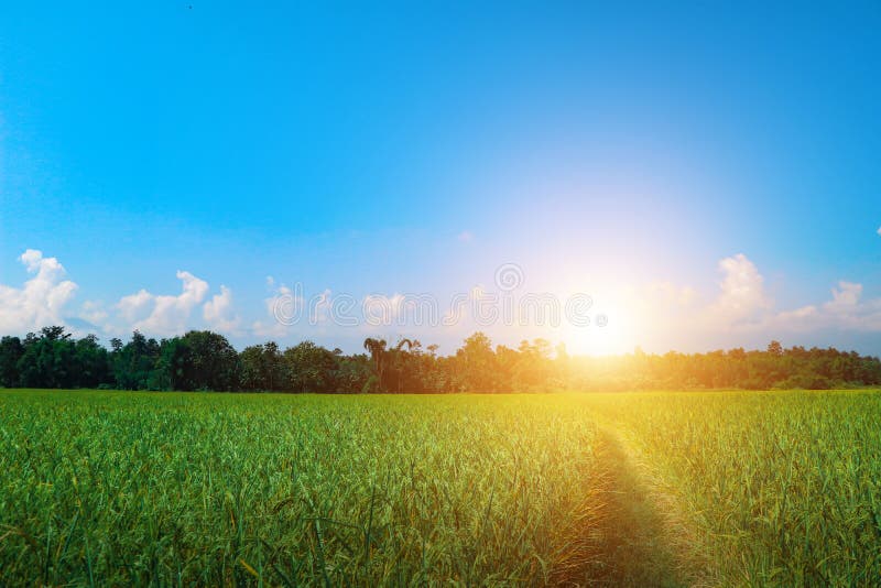 Green Rice Field with Cottage in Morning Light Blue Sky Stock Image ...