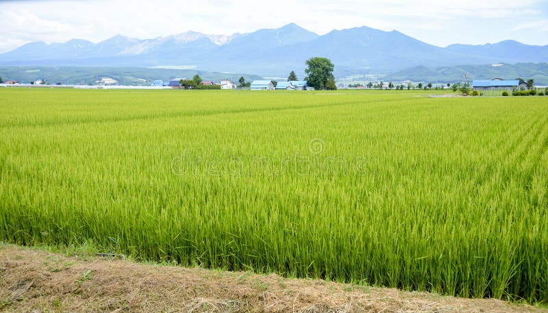 Green Rice Field in Countryside Stock Image - Image of growth, farming ...