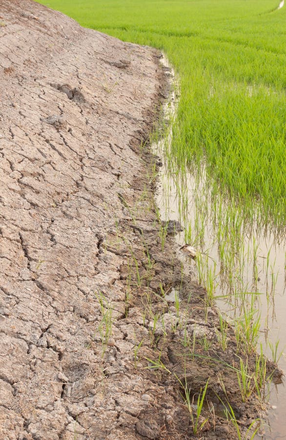 Green Rice Field and Dry Soil Stock Image - Image of agriculture, green ...