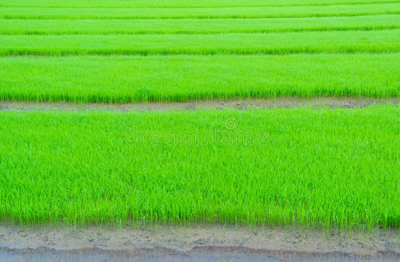 Green rice field in farm stock photo. Image of colorful - 155701884