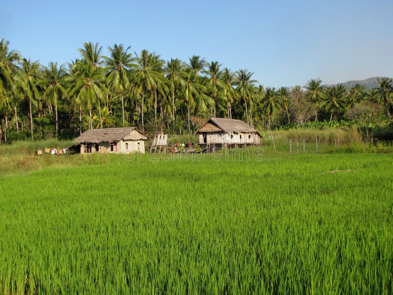 Green rice field stock photo. Image of flores, green - 91979896