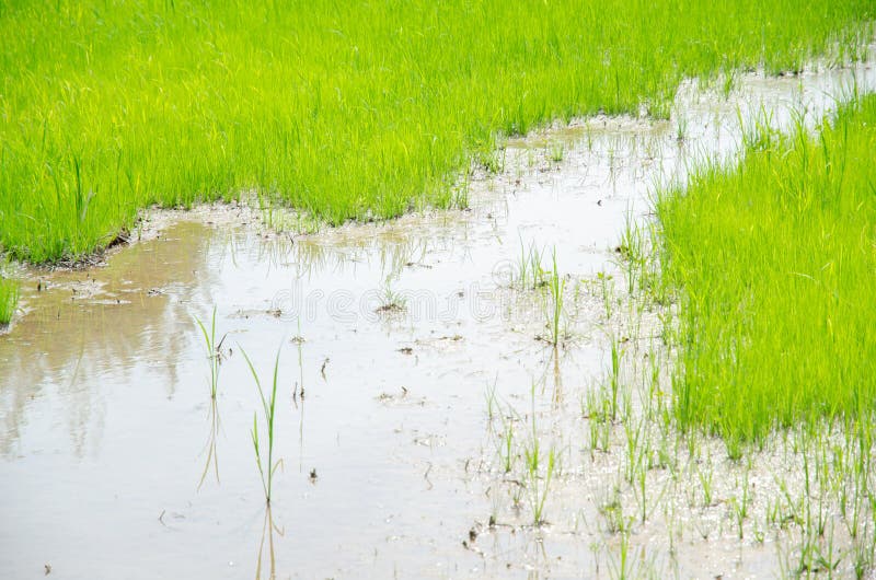 Green Rice Field with Flooding on the Soil Ground Stock Photo - Image ...