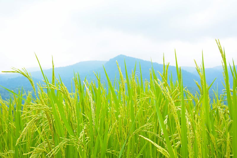 Rice Field Scenery with Coconut Trees Stock Image - Image of forest ...