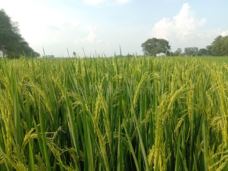 Green Rice Field Landscape in Rural Area Stock Image - Image of tree ...