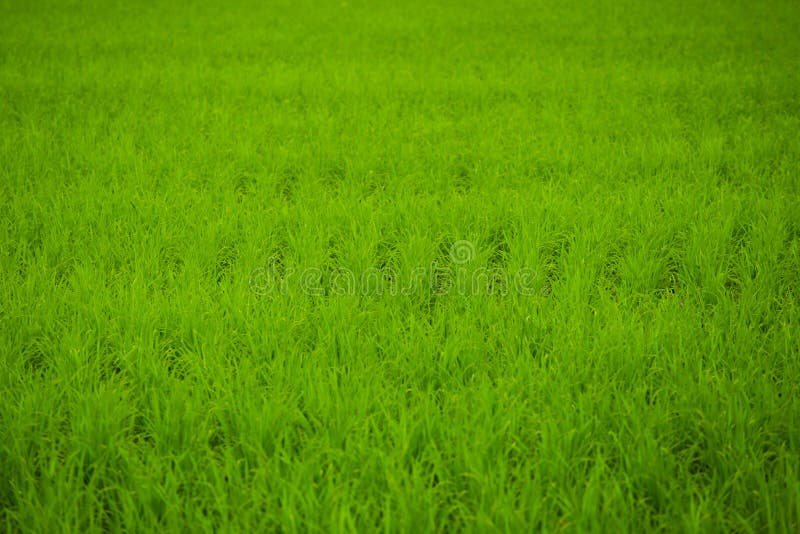 1,602 Green Rice Field Texture Wallpaper Stock Photos - Free & Royalty ...
