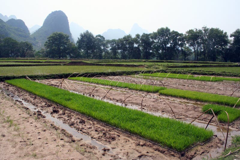 Green rice field line stock photo. Image of farming, green - 4473616