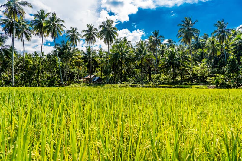 Mindoro Land Stock Photos - Free & Royalty-Free Stock Photos from ...