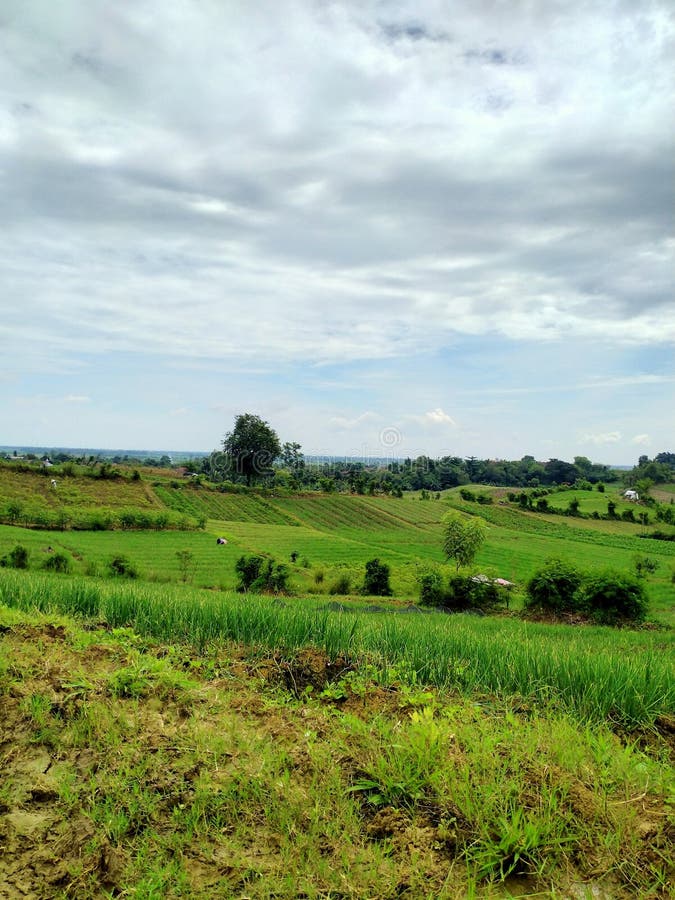 Green rice field stock image. Image of crop, steppe - 270727141