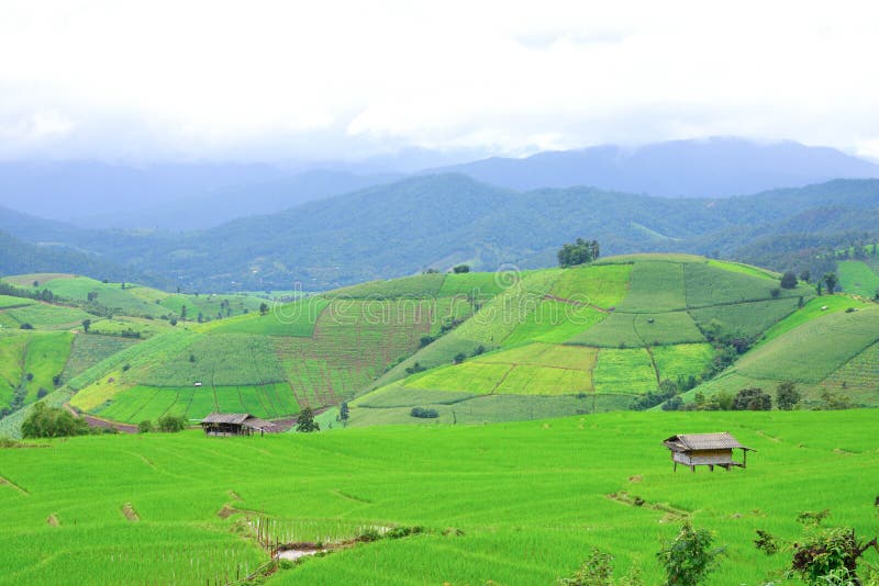 Green Rice Field in Mountain Stock Image - Image of cottage, outdoors ...