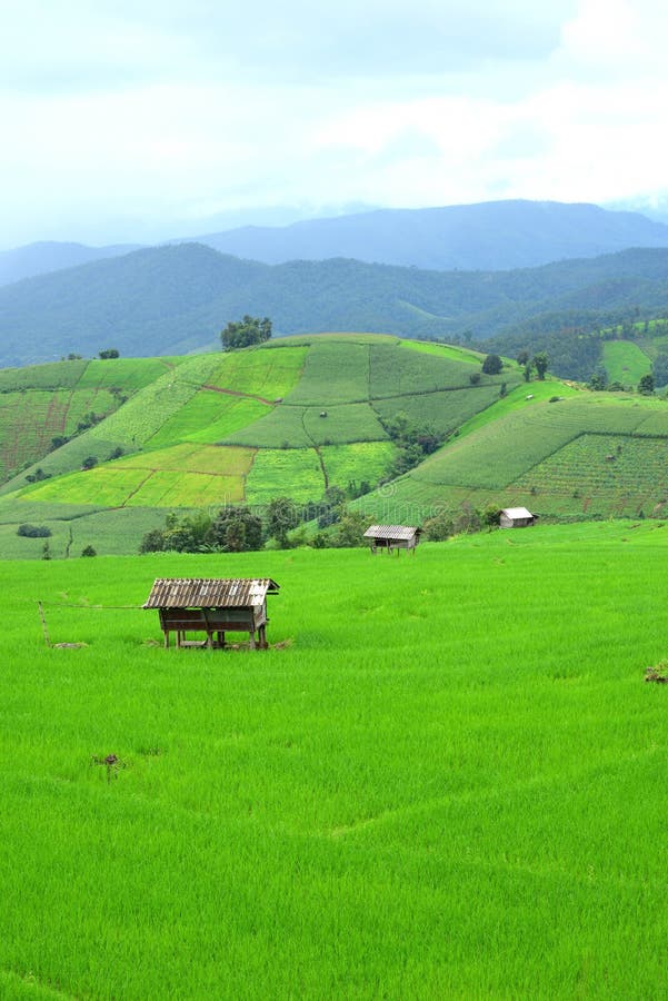 Green Rice Field in Mountain Stock Photo - Image of growth, agriculture ...