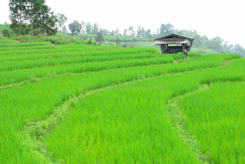Green Rice Field in Mountain Stock Photo - Image of environment, scene ...