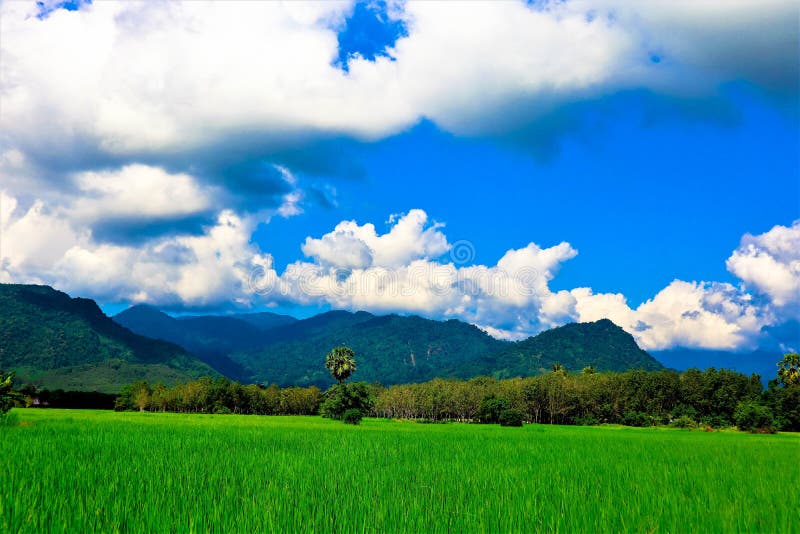 Rice field and sky stock image. Image of garden, clouds - 145915715