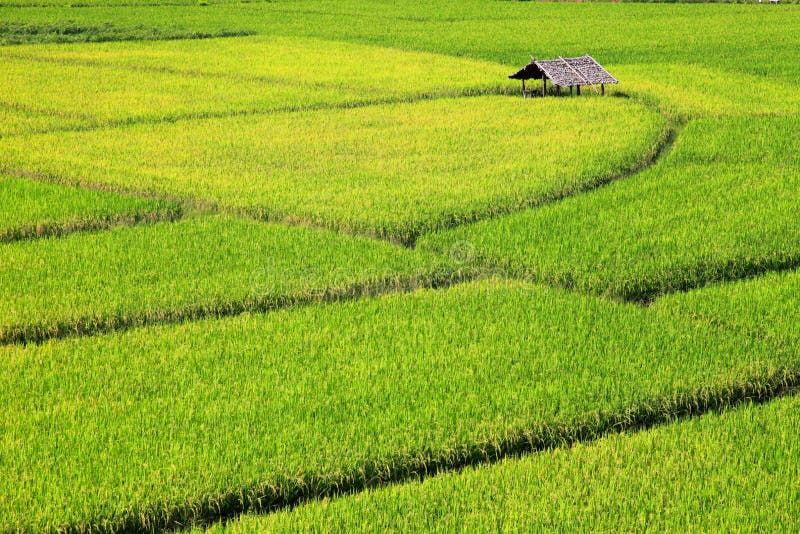Green Rice Field on the Mountain Valley Stock Photo - Image of north ...