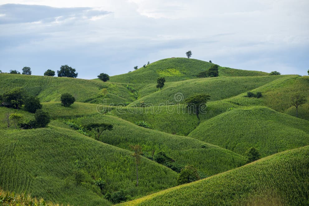 Green Rice Field with Mountains Background Stock Image - Image of ...