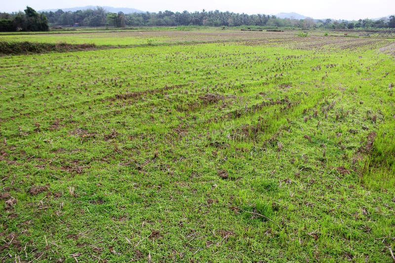 Green Rice Field with Mountains Background in India Stock Image - Image ...