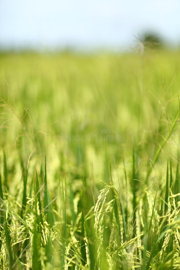 Green rice field stock photo. Image of field, grain, food - 43130094