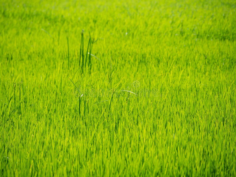 Green Rice Field, Nature Background Stock Image - Image of thailand ...