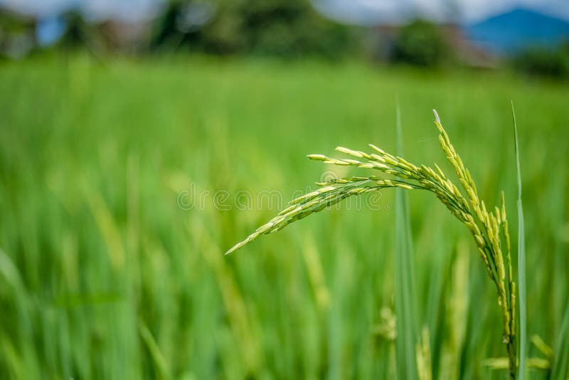 Green Rice Field with Nature Stock Image - Image of scene, nature: 79101827