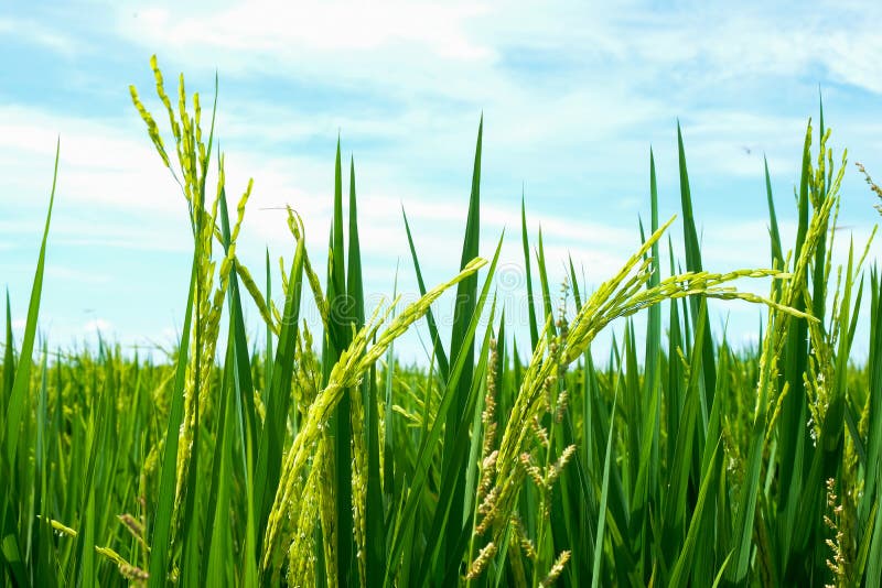 Green rice field in nature stock photo. Image of cute - 119127036