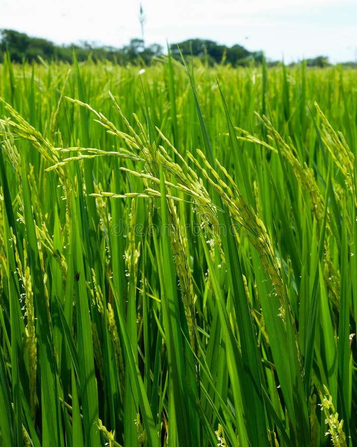 Green rice field in nature stock photo. Image of branch - 119127038
