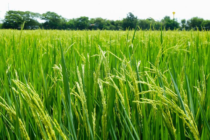 Green rice field in nature stock photo. Image of landscape - 119127046
