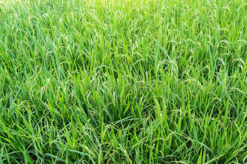 Green Rice field stock image. Image of seed, crop, paddy - 39798899