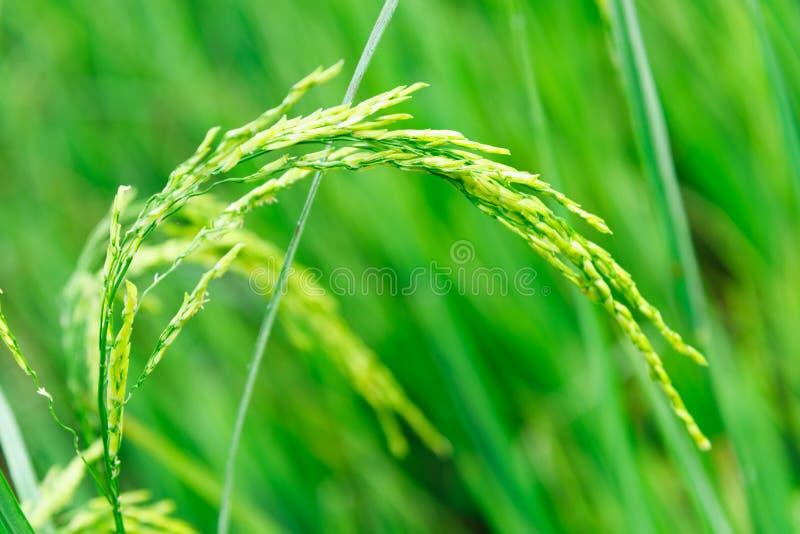 Green rice field stock photo. Image of green, nature - 156721384