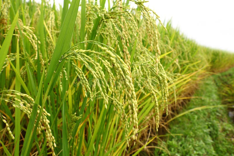 Green rice field stock image. Image of economical, agriculture - 39387373