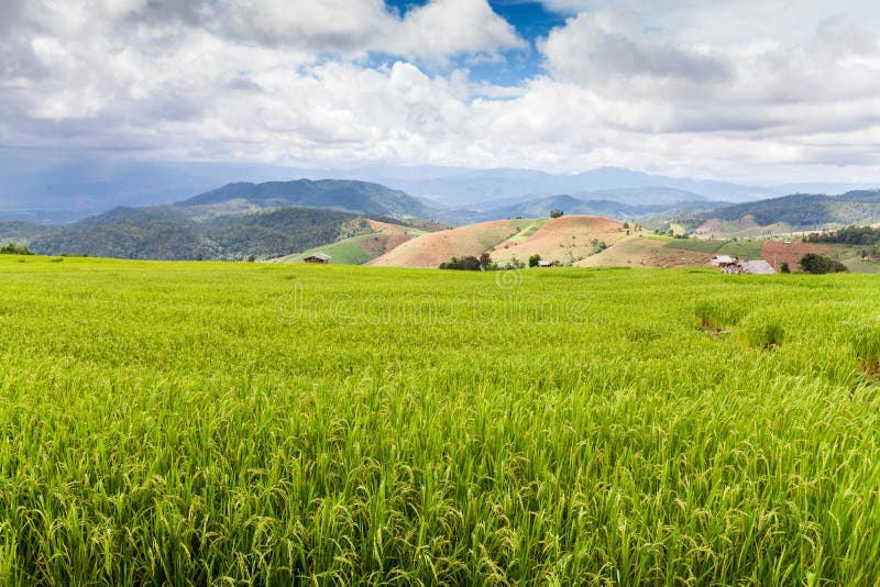 Green rice field stock image. Image of husk, outdoor - 39387399