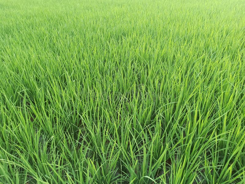 The Green Rice Field of Punjab INDIA Stock Image - Image of lawn ...