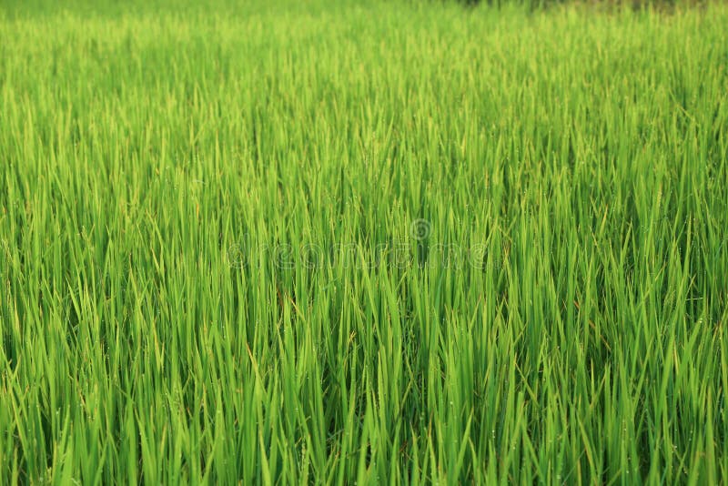 Green Rice Field after Rain Stock Photo - Image of beautiful, paddy ...