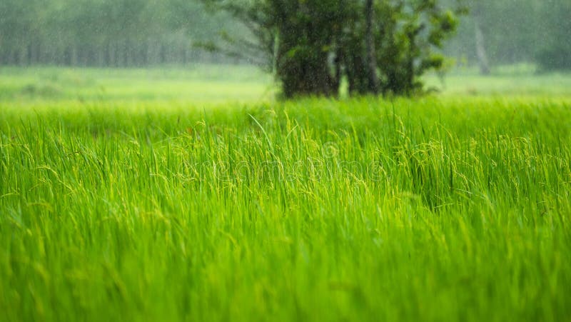Green Rice Field are Raining Stock Image - Image of wind, meadows ...