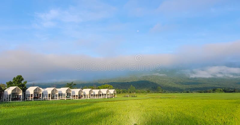 Green rice field stock photo. Image of agriculture, thailand - 370722516
