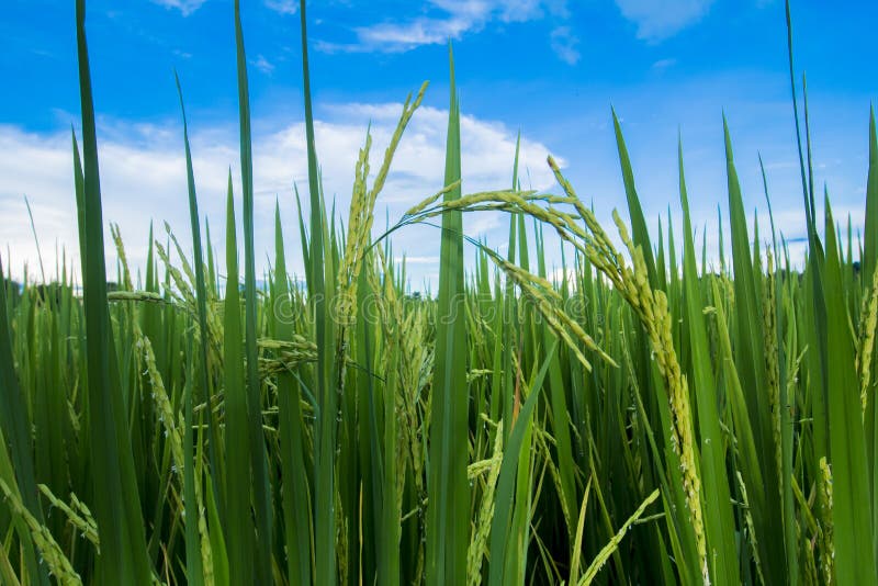 Green rice field stock photo. Image of spring, summer - 100375034