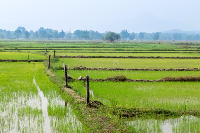 Green rice field stock photo. Image of asian, plant, crop - 67301218